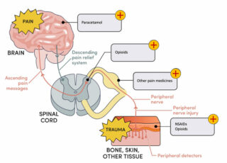 Paralgin fortes virkningsmekanisme - Paralgin Forte
