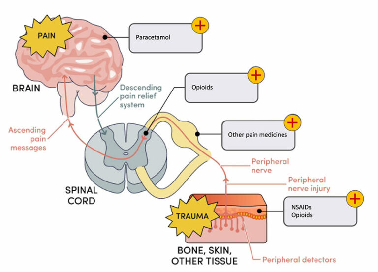 Paralgin fortes virkningsmekanisme - Paralgin Forte